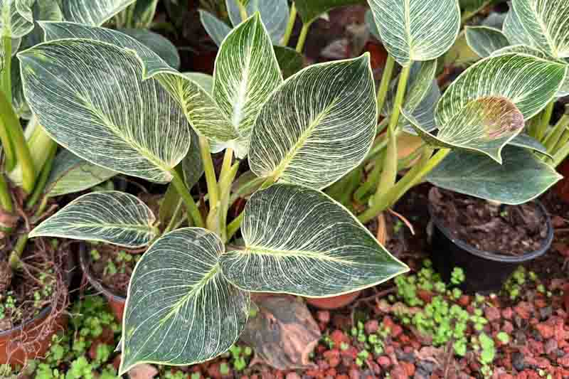 Philodendron Birkin: A Guide to Growing and Caring for this Stylish ...