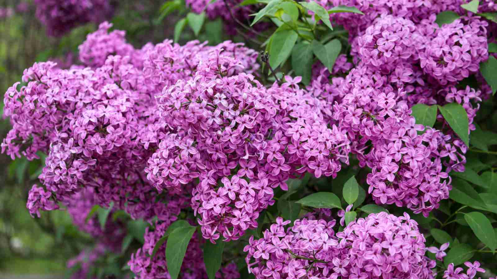 Lilac Bush: A Comprehensive Guide to Growing and Caring for Lilacs