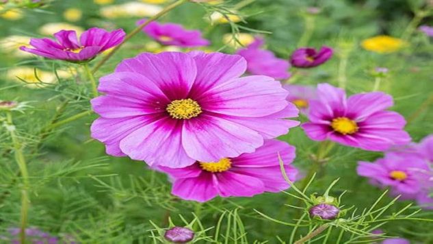 The Cosmos Flower: A Comprehensive Guide to Cultivation, Varieties, and ...
